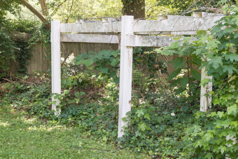 Yard Problems and Advice for Dealing with Neighbor Issues - Erin Spain